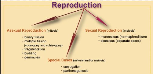 Definition Of Reproduction |Genetic Engineering Info