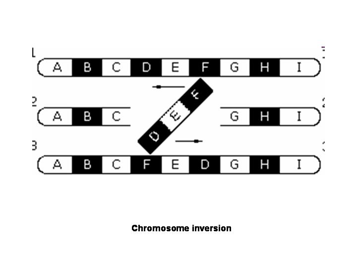 John's StoryBlog: The Secrets of Life (2) - Chromosomes and Health and ...