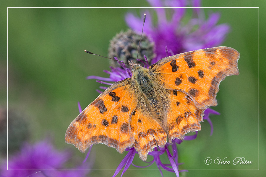 Artifactum ver@bilis Blog: Der Sommer war sehr orange