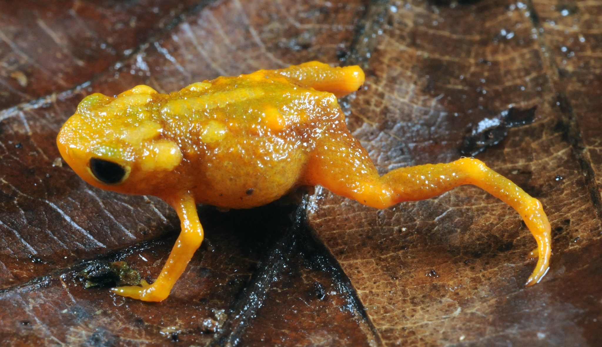 Species New to Science: [Herpetology • 2020] Rediscovery of the Toadlet ...