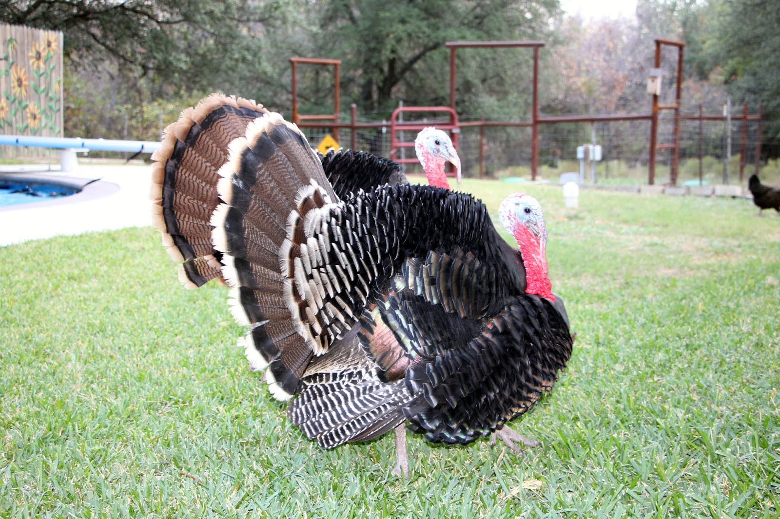 Word Weaver Art Peacock