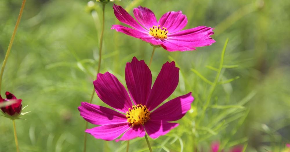 Bunga Cosmos ~ Me & My Universe