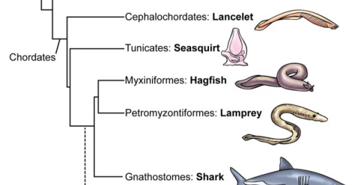 BIOLOGIA PARA A VIDA : SUBFILO CRANIATA - GNATHOSTOMATA