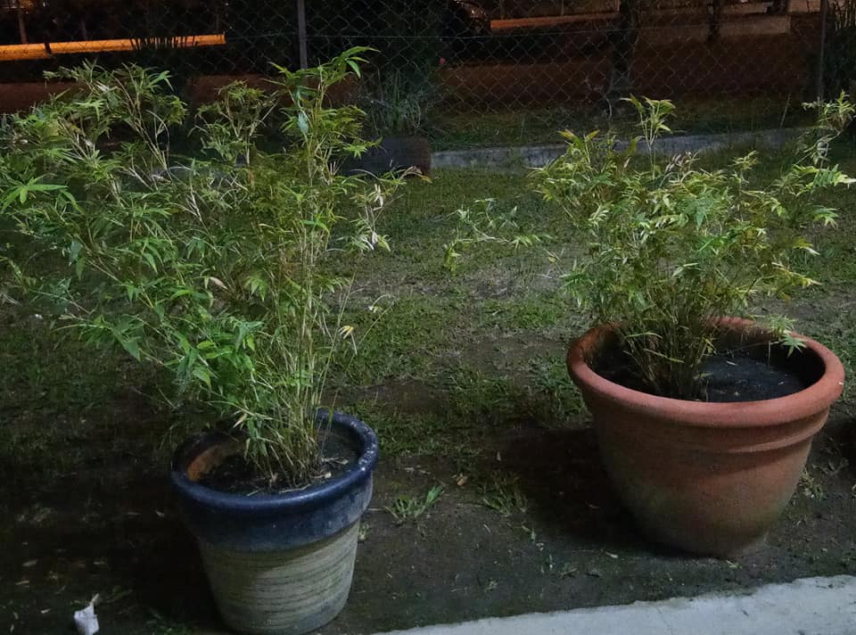 D'Daun Mistik Gallery: Pokok Buluh Perindu