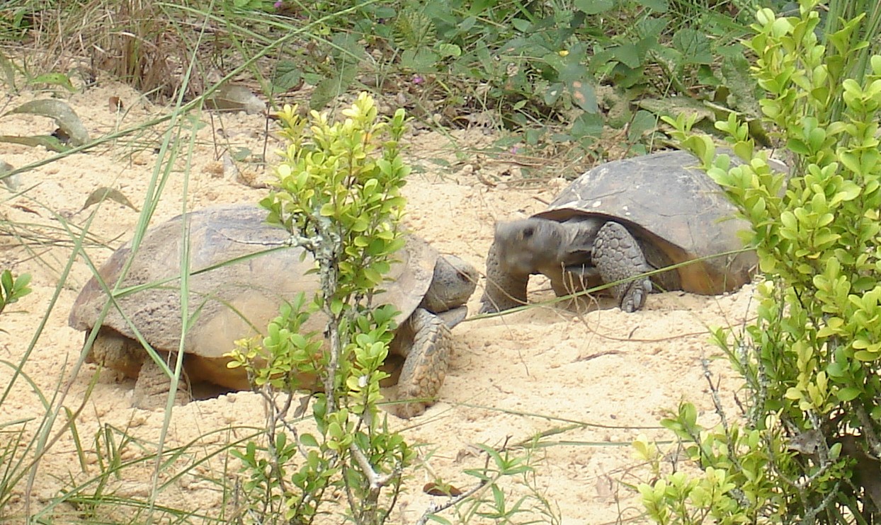 Blue Starr Gallery: Gopher Tortoise Mating Dance