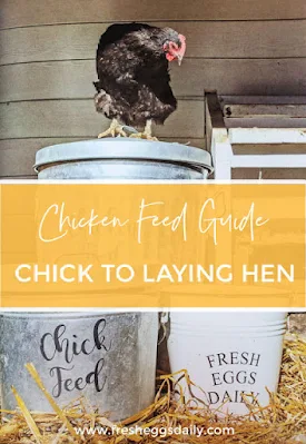 Chicken Feed Guide | Chick to Laying Hen - Fresh Eggs Daily® with Lisa ...