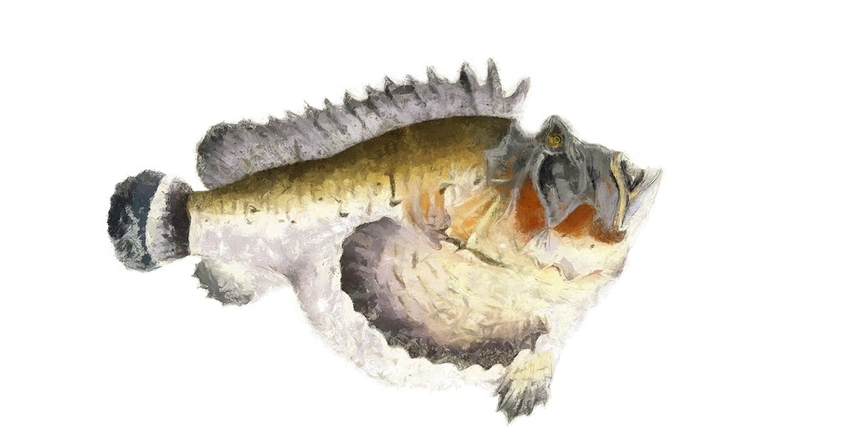 MartaViva: Deformed Hog Fish