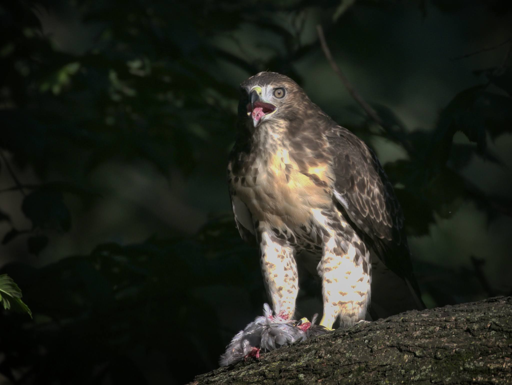Laura Goggin Photography: Tompkins Square red-tailed hawk fledgling ...
