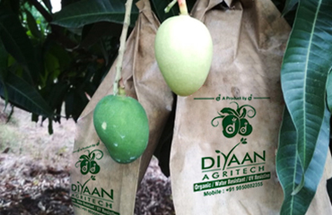Mad About Mangoes: Bagging Mangoes - Protect Your Fruits