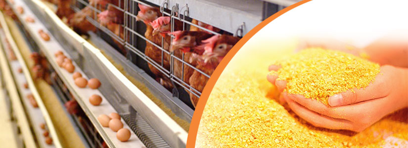 Processed Chicken - PT. Poultry Farm Indonesia