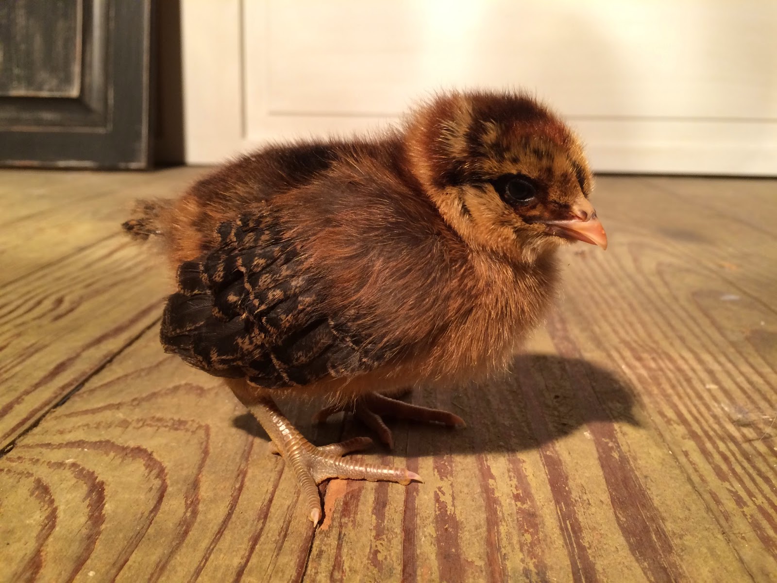 REHOBOTH FARM: Expanding the Flock - 18 Chicks and Counting