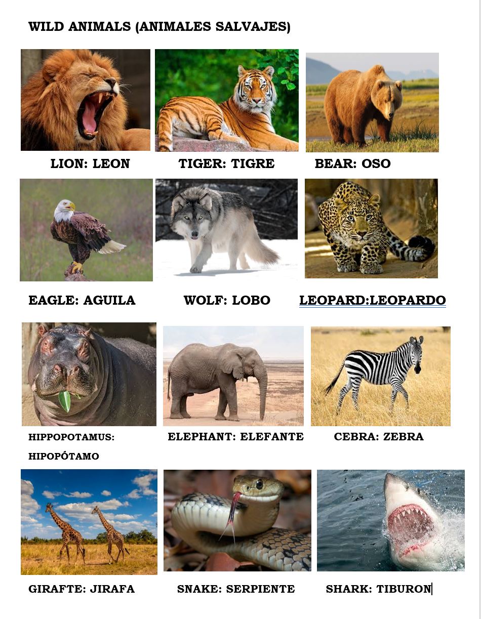 VOCABULARIOS ILUSTRADOS PARA NIÑOS INGLES ESPAÑOL