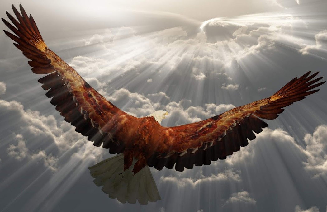 MyPhotoPics: Βασιλικός αετός