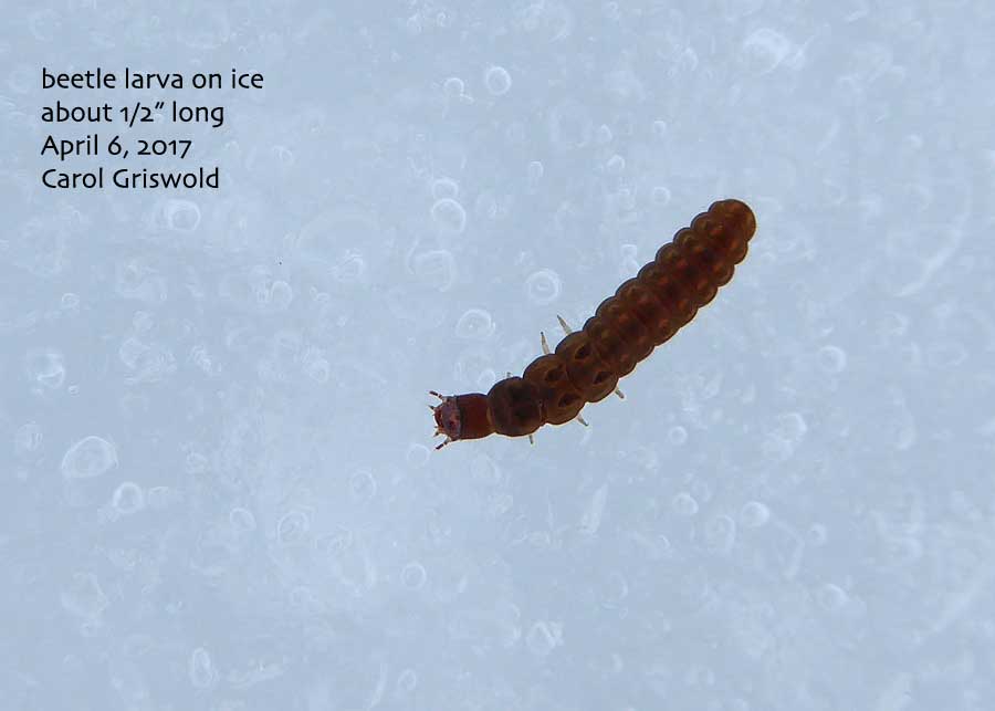 Sporadic Bird from Seward, Alaska : Thursday, April 6, 2017 Spring has ...