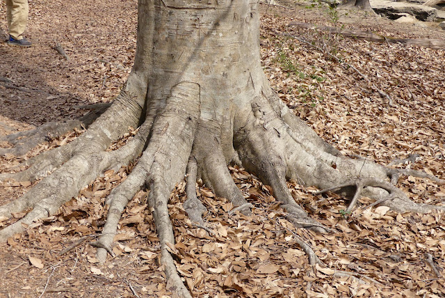 Raleigh Daily Photo: Tree Toes