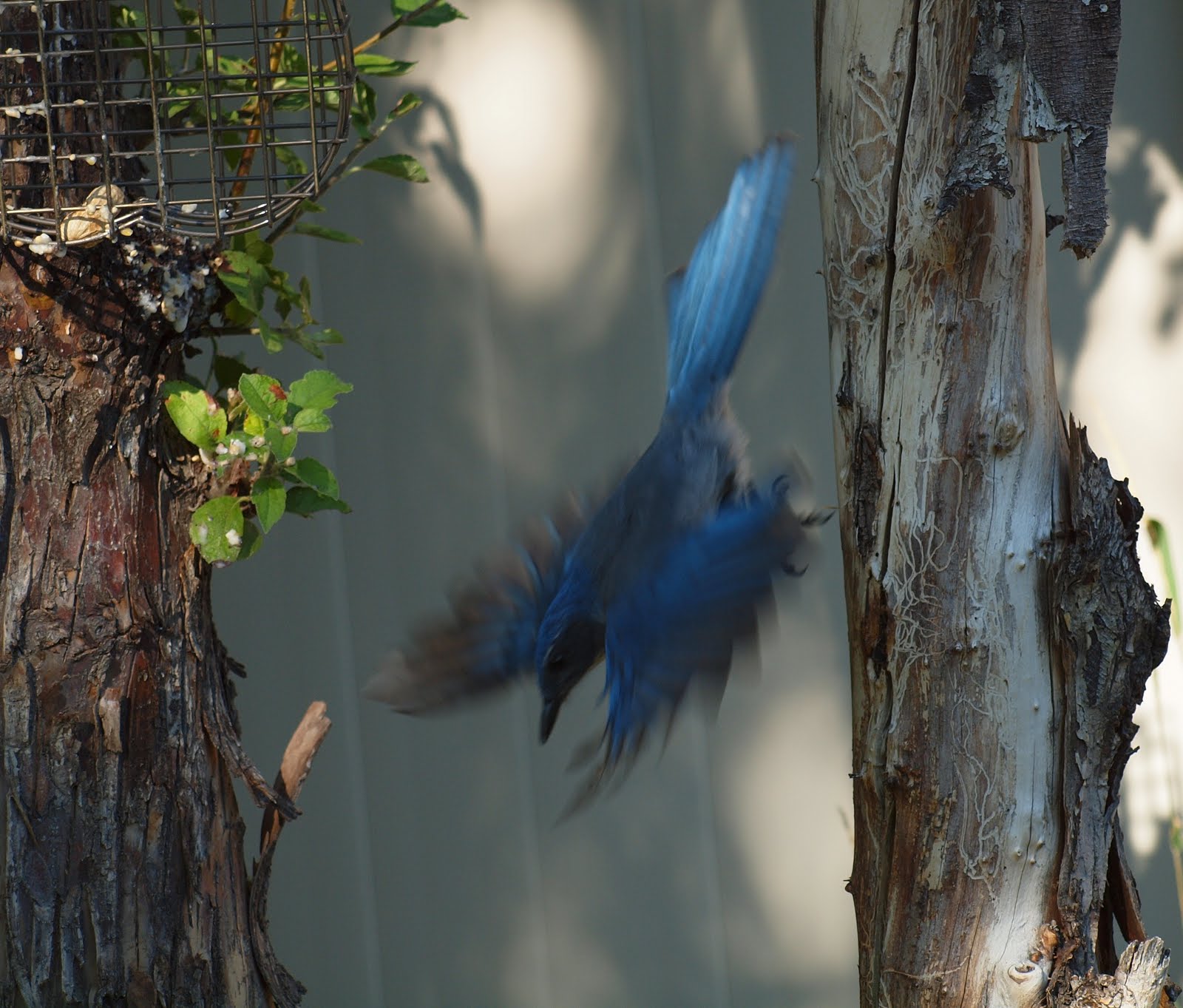 Birding Is Fun!: Backyard Scrubbies and Peanuts