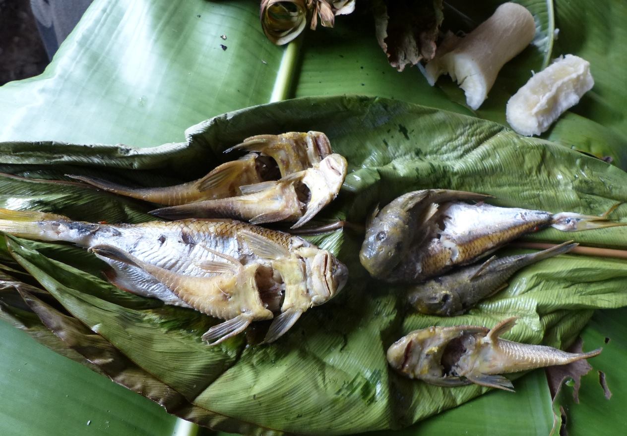 MAITO DE CARACHAMA | Yacuruna Travel Ecuador