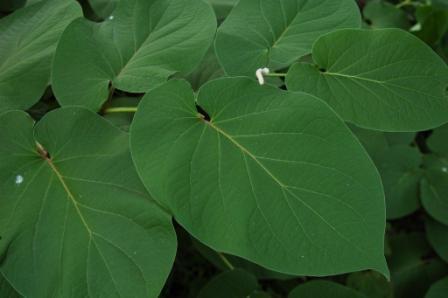 Práctica de biología