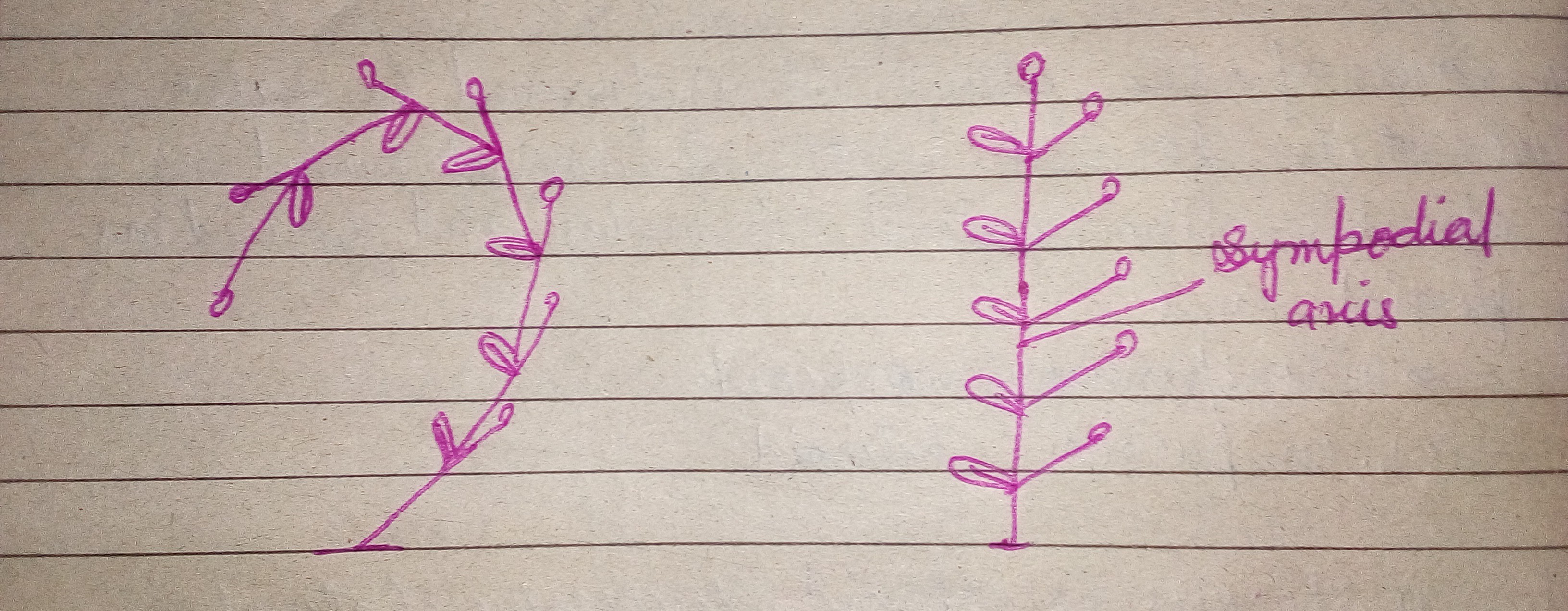 Biology Topics: Branching pattern : Monopodial and sympodial growth