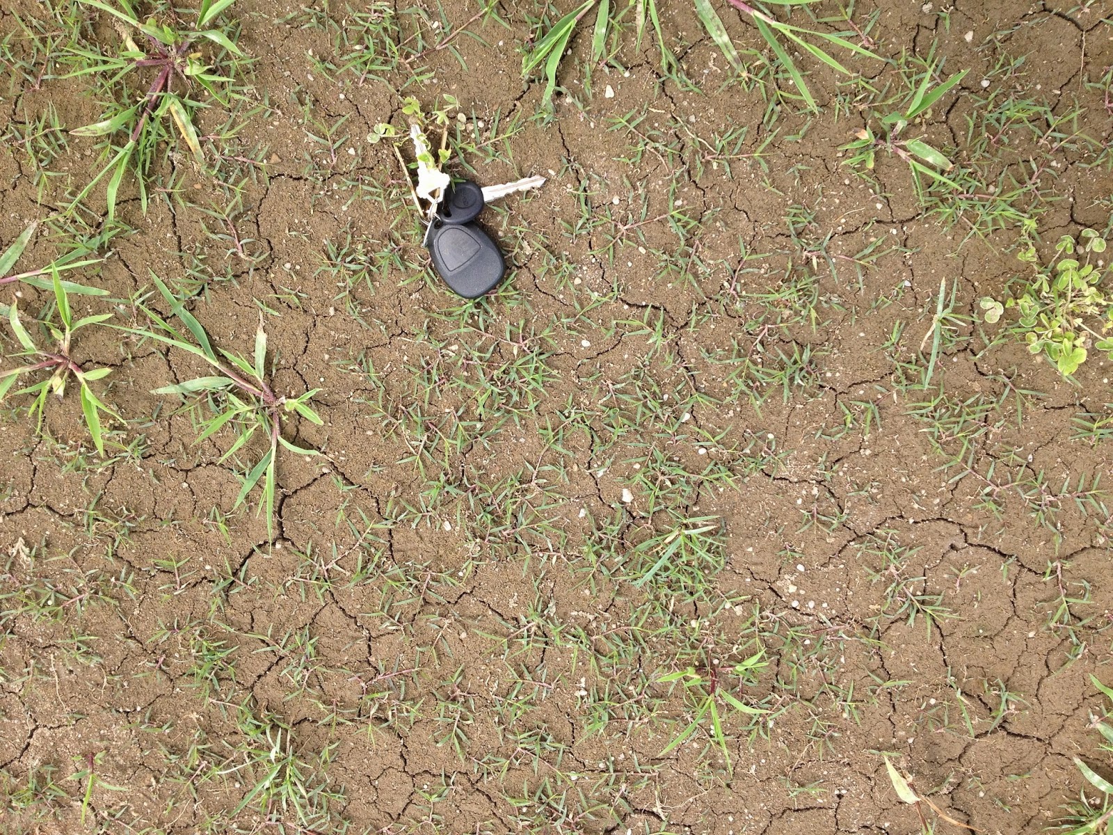 Smart Turf Riviera Bermudagrass Germination In Full Swing
