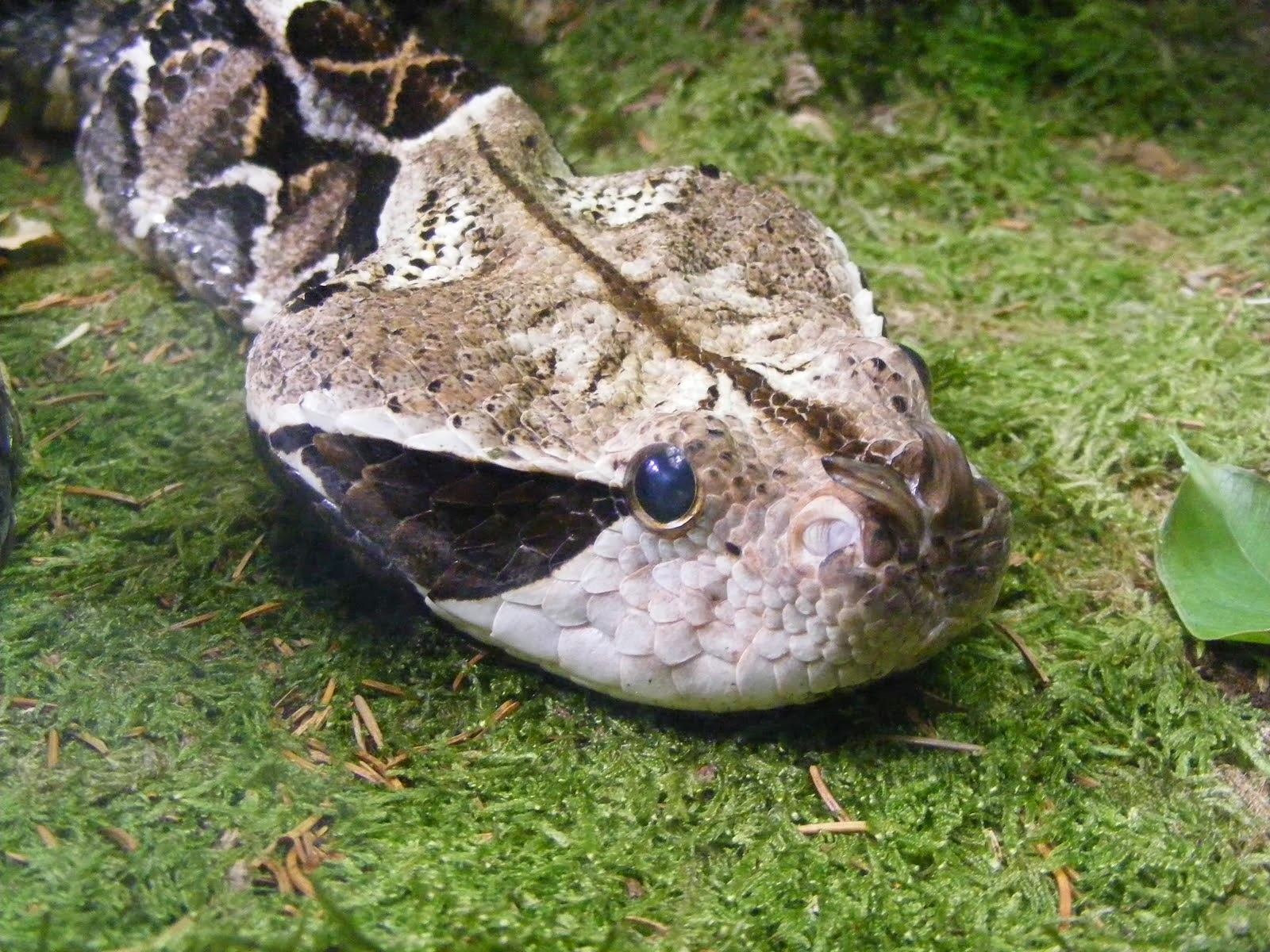 Víbora del Gabón (Bitis gabonica)