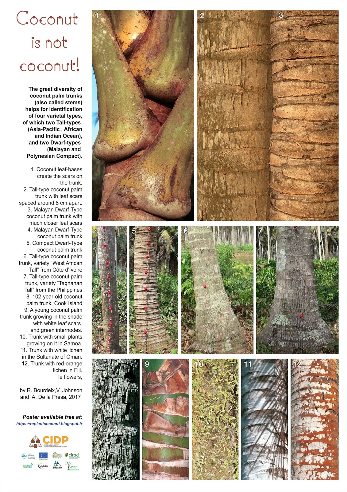 Coconut planting material for the Pacific region: High definition ...