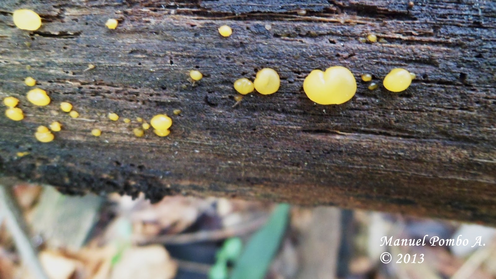 Un micólogo aficionado: Dacrymyces capitatus