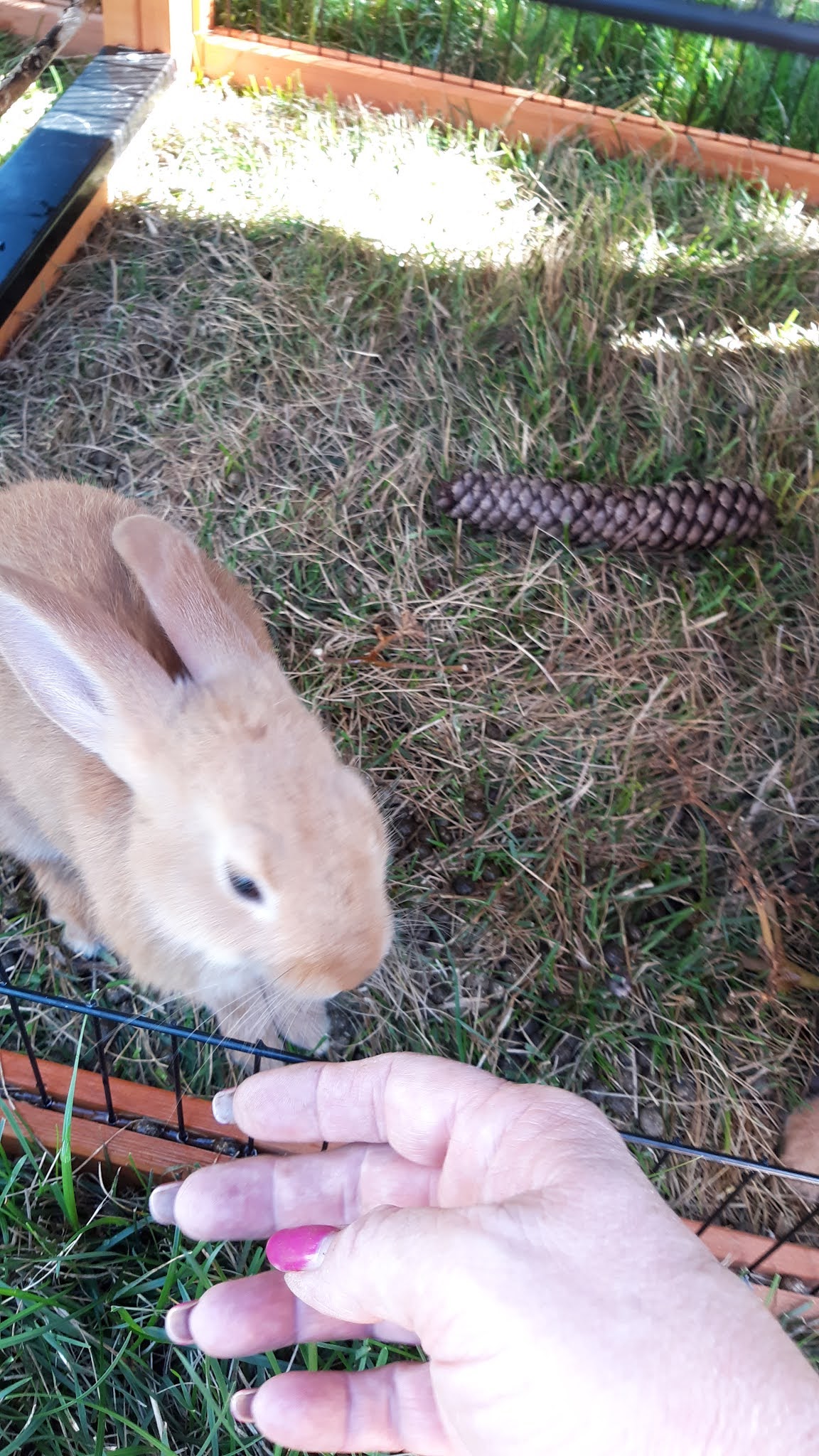 Raising Bunnies: Cute pictures, Happy 2021!