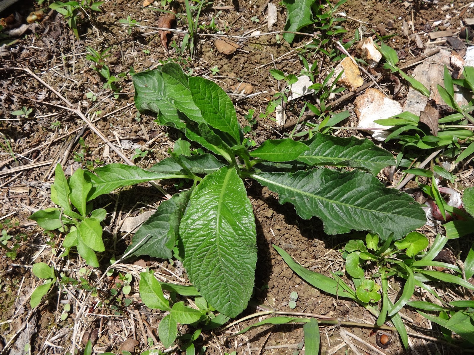 Herbs from Distant Lands: Elephantopus scaber, Elephantopus mollis ...