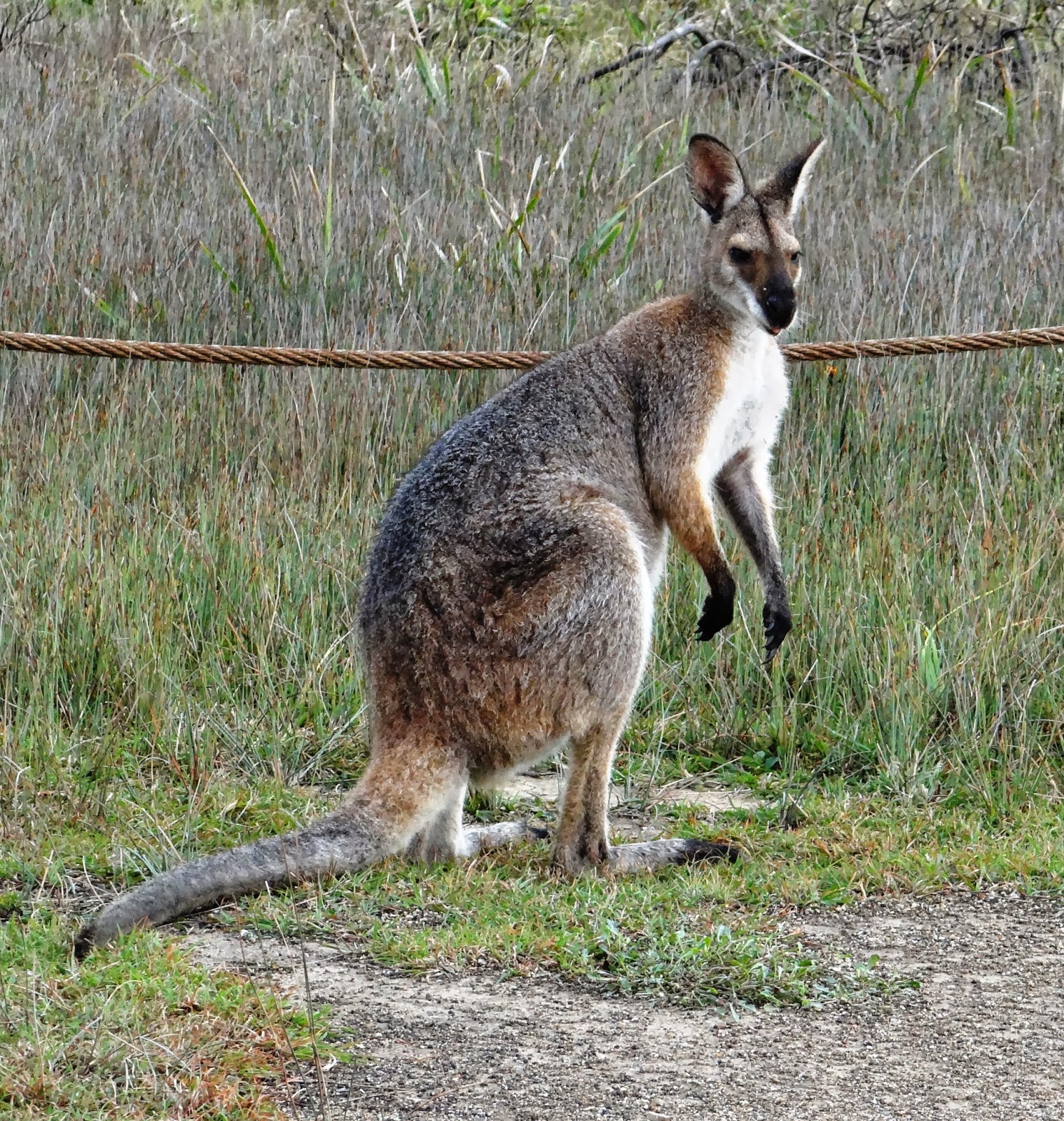 sunshinecoastbirds: Yuraygir & Bundjalung National Parks, Northern NSW