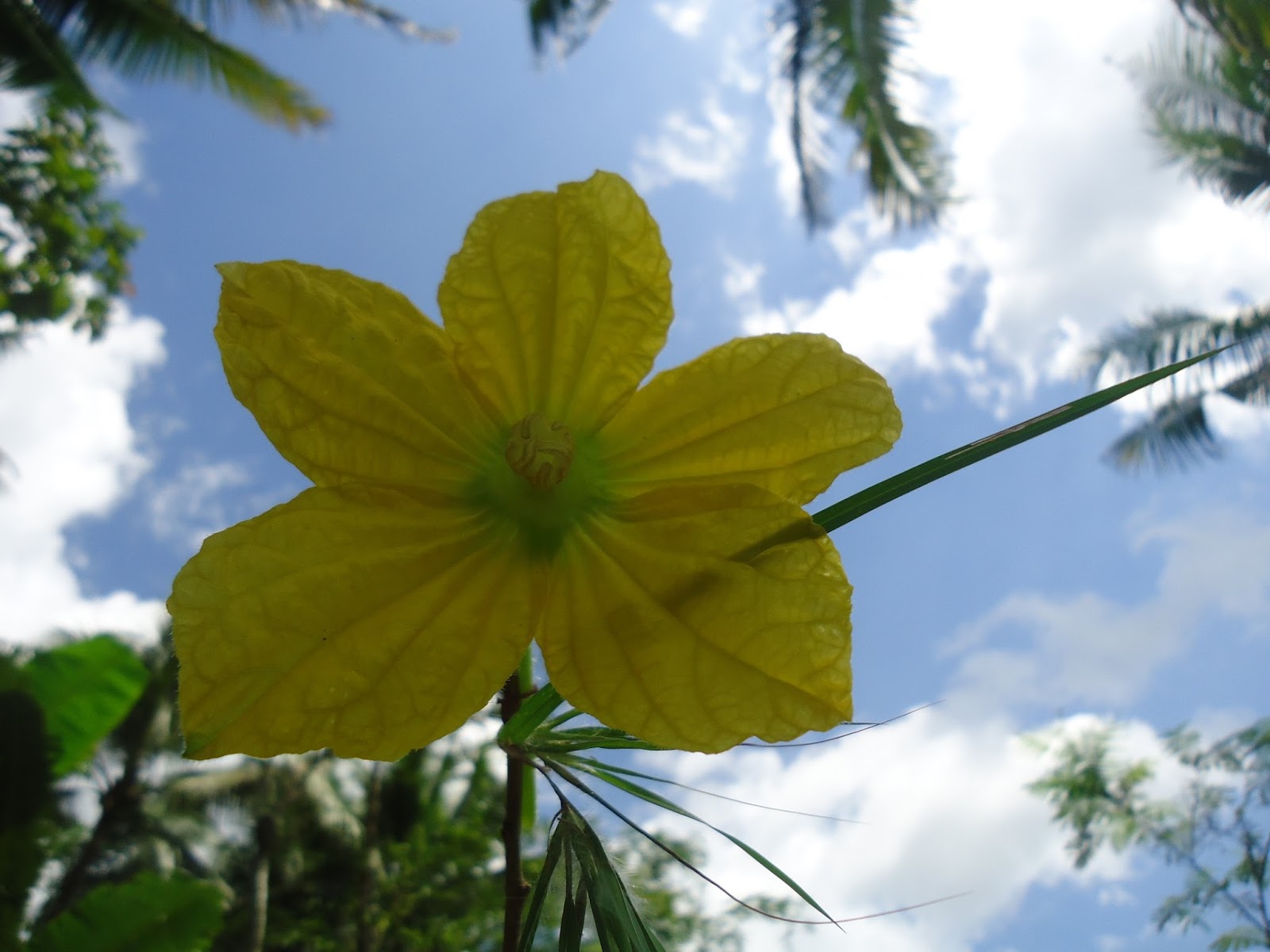 Wallpaper Bunga Labu Kuning di Bukit Menoreh - Rumah Daun Muda