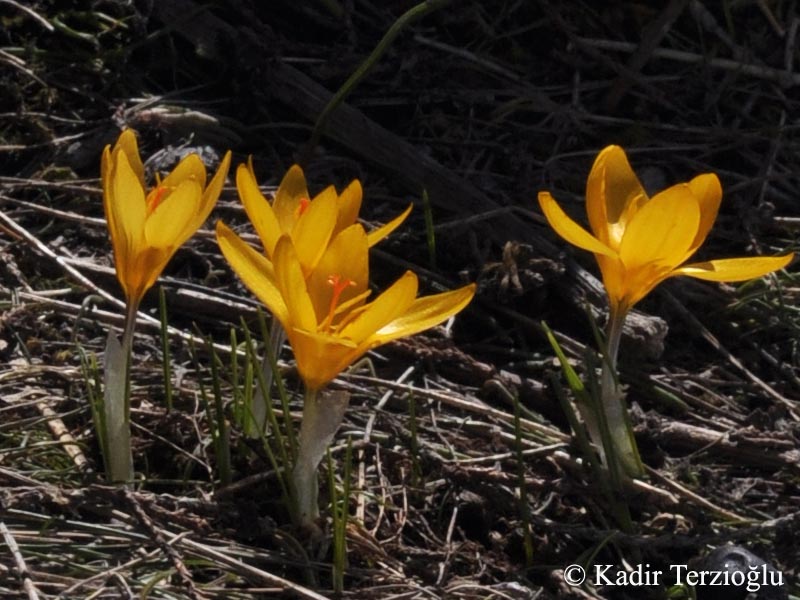 The Country Of Crocuses: Crocus gembosii Ruksans