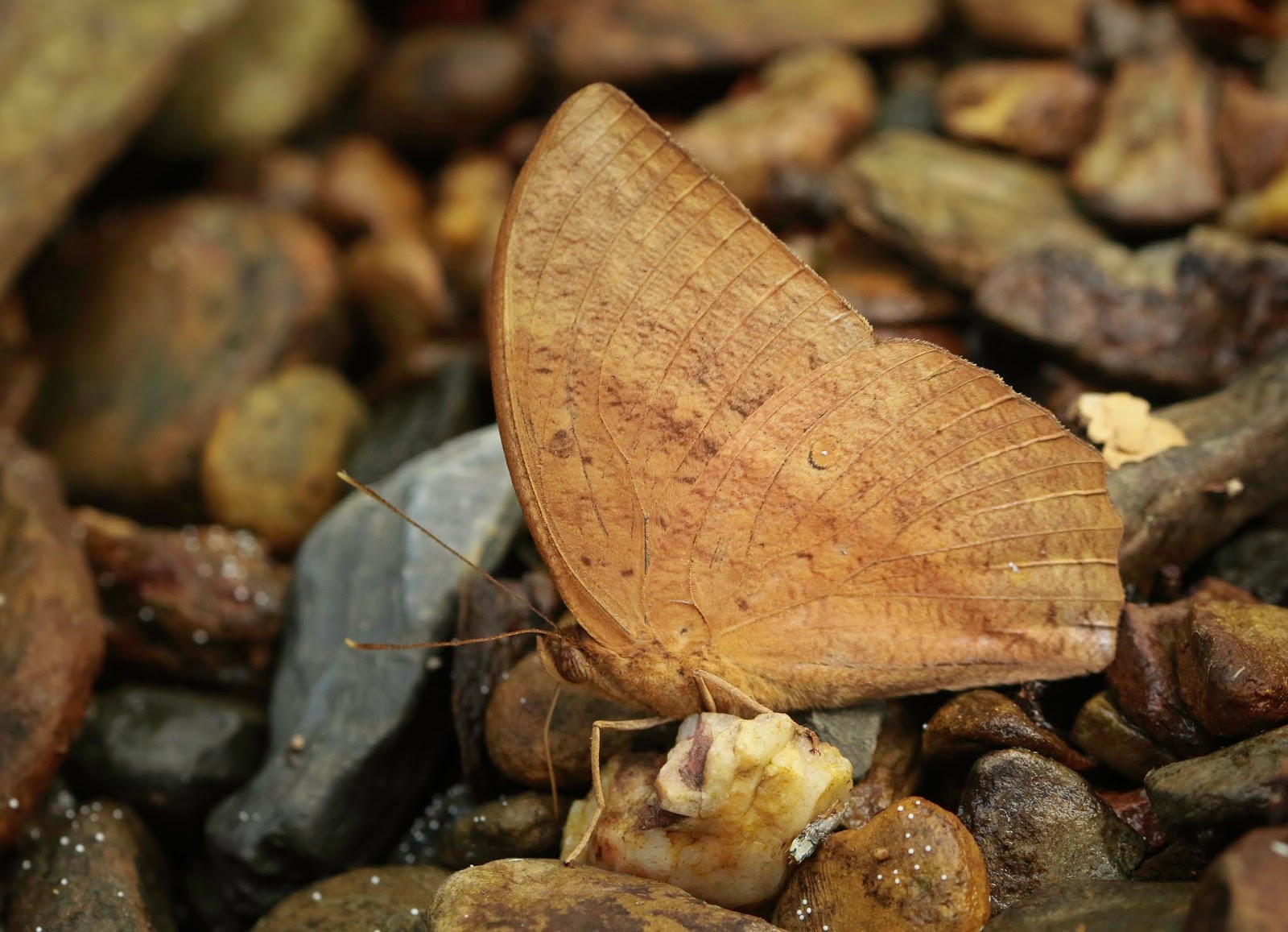 Butterflies of Vietnam: 159. Discophora sondaica (The Common Duffer)