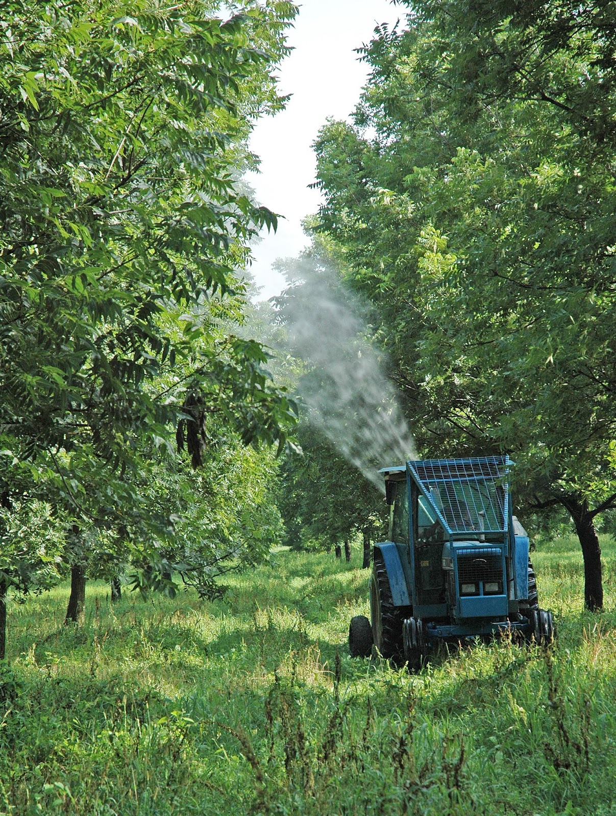 Northern Pecans: Spraying for pecan scab