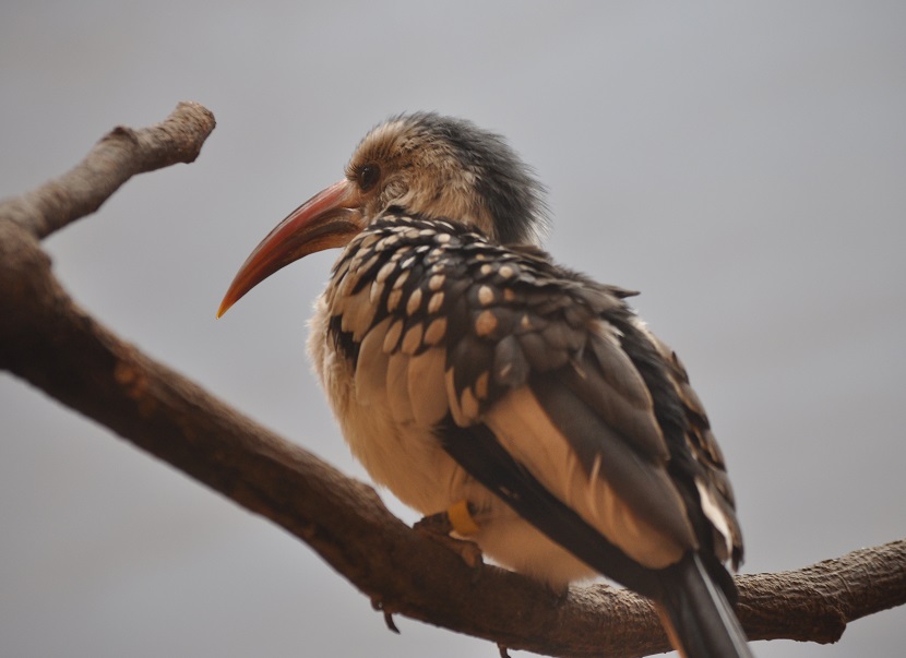 ZOOTOGRAFIANDO (6.100 ANIMALS): CÁLAO DE PICO ROJO DE TANZANIA ...