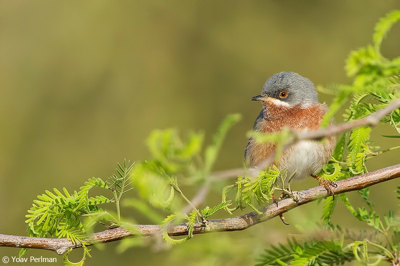 Yoav Perlman - birding, science, conservation, photography: Subalpine ...