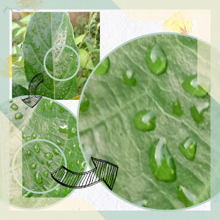 Mengenal Gutasi dan Hidatoda - Alif Meylinda