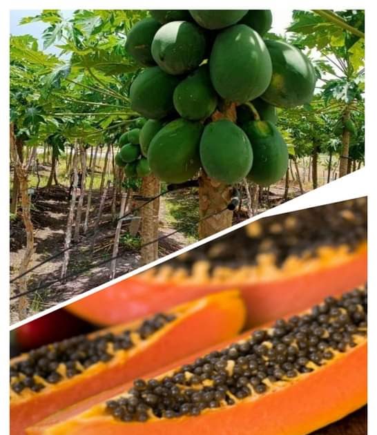 MaKaN JiKa SeDaP: Khasiat sebiji buah betik