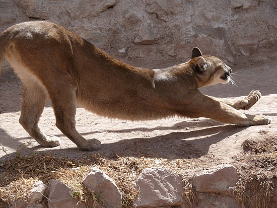 Lugares Turísticos del Perú y su Diversidad: EL CÓNDOR y EL PUMA UNA DE ...