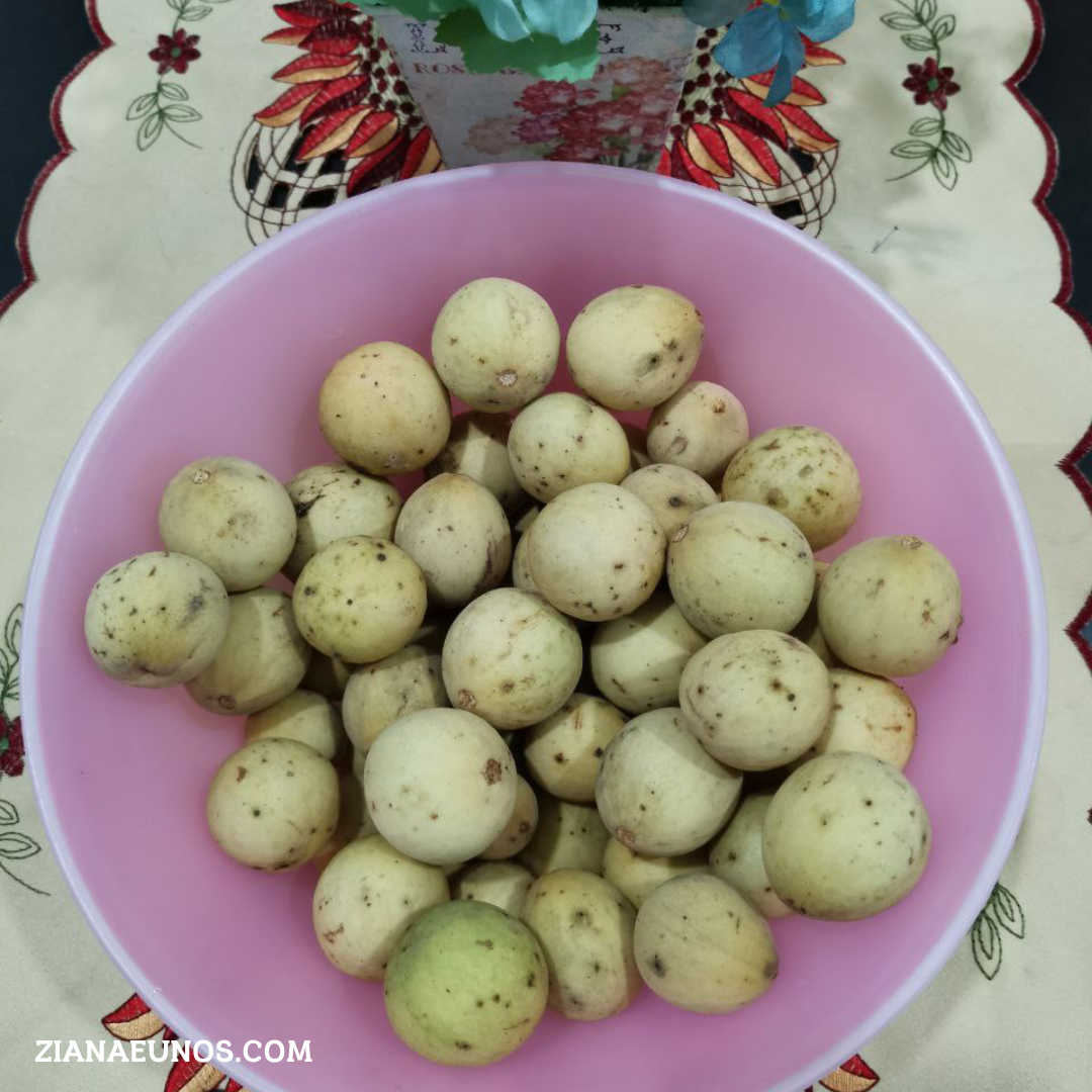 Pertama Kali Jumpa Pokok Langsat