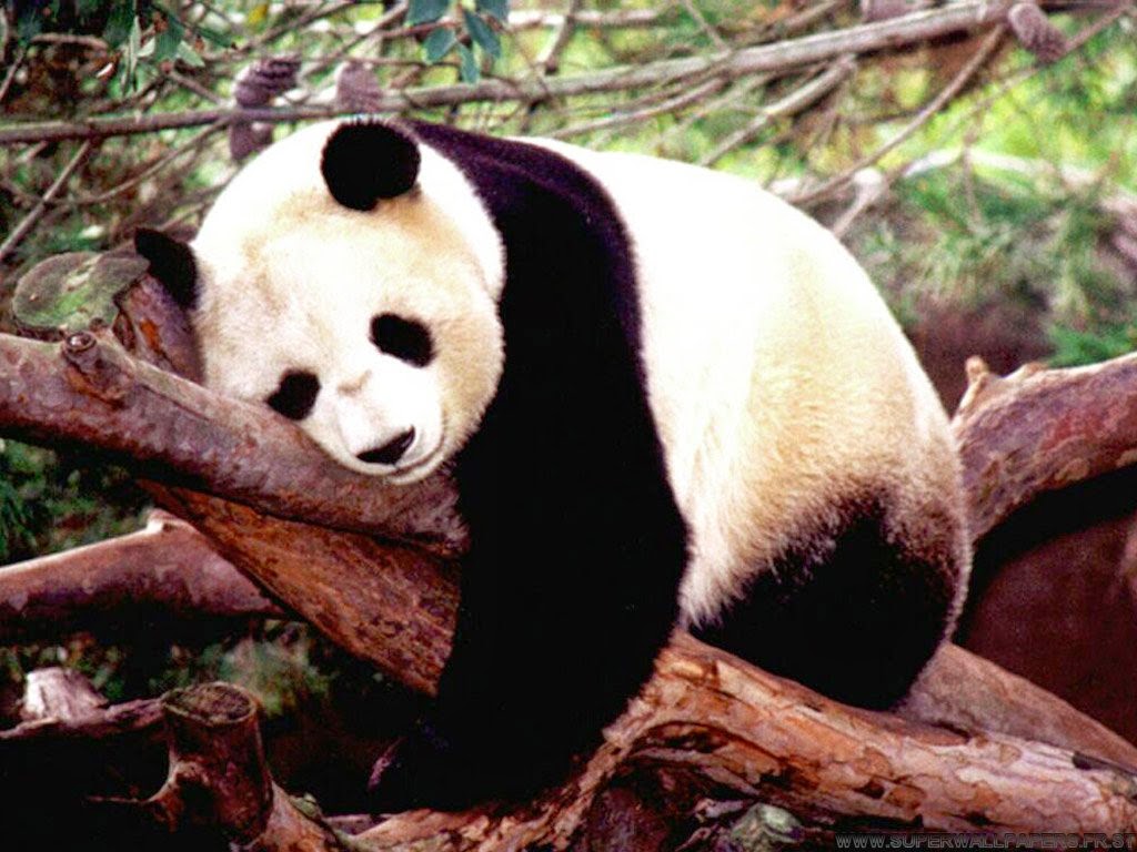 Panduan - Tips & Petua Blogs: PUNCA BERLAKUNYA EYE BAGS / MATA PANDA