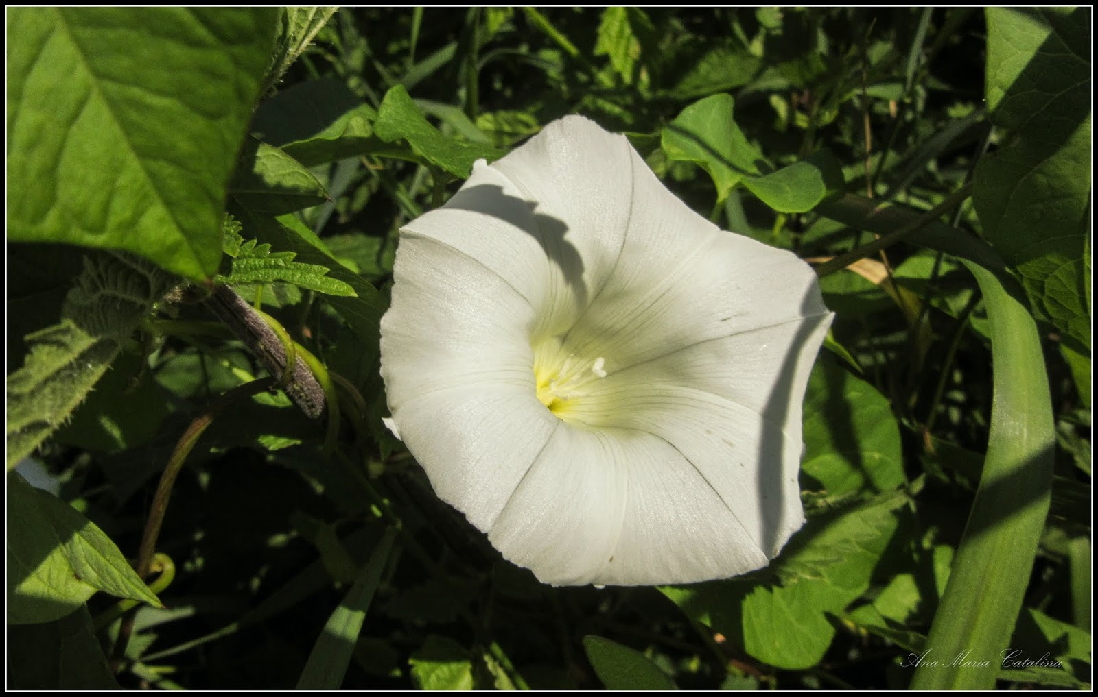 Lumea văzută din Turda: Volbură, rochița-rândunicii (Convolvulus ...