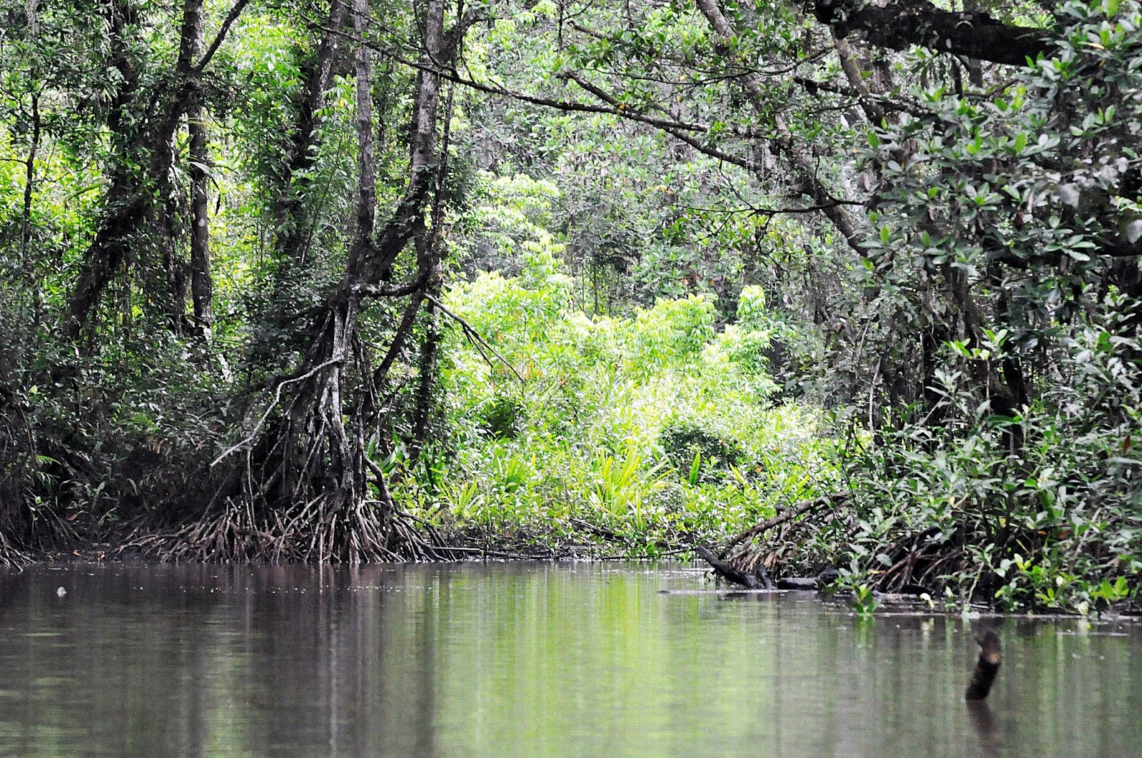 DEWI_LINGGASARI: ASMAT --The Amazing Fambrep River