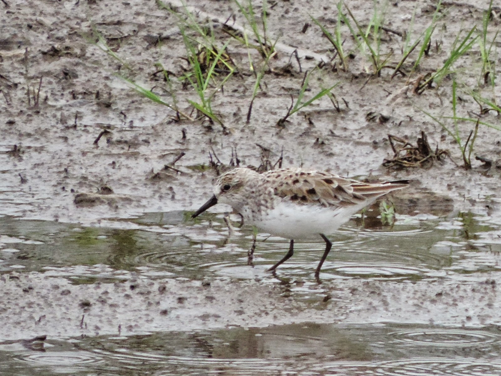 Birding in New Brunswick: Semipalmated Sandpiper & Eastern Kingbird
