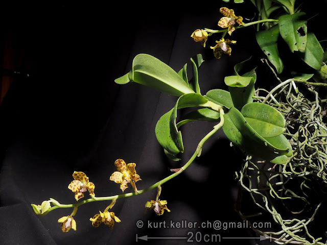 Phalaenopsis hygrochila