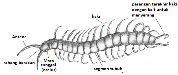 Catatan prestasi Guru Biologi: Centipedes (kelabang/lipan)