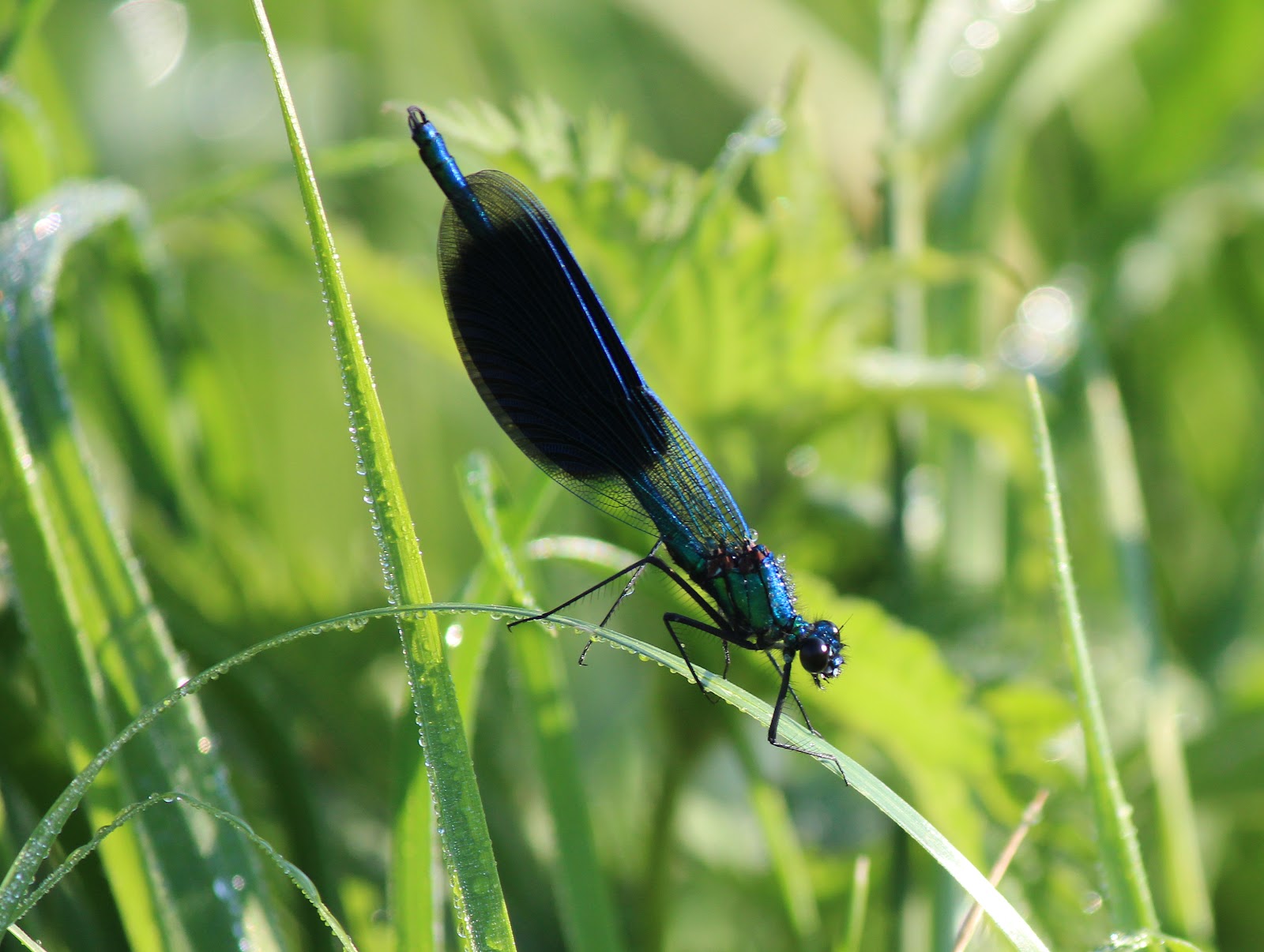BO629HR: Een mooie blauwe Juffer