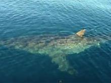 THE WESTERNER: Video - 18 ft. Great White Sharks circes boat off N.C. coast