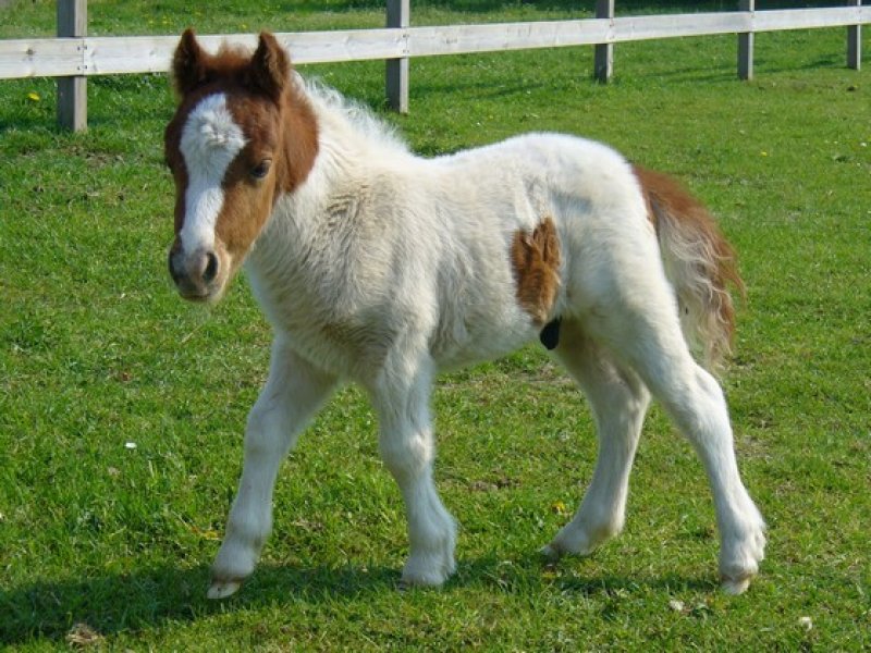 Midilli Atı Genel Özellikleri Nelerdir