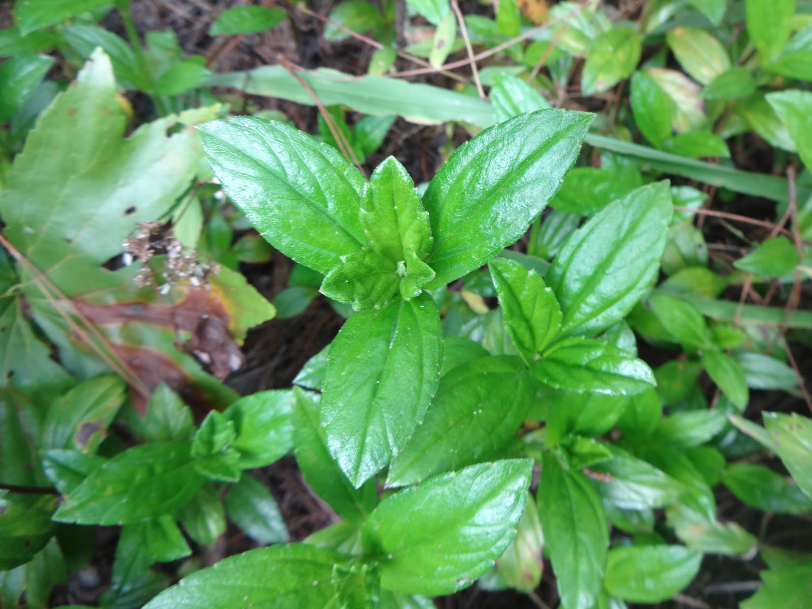 Herbs from Distant Lands: Wedelia - Wedelia chinensis - trilobata ...